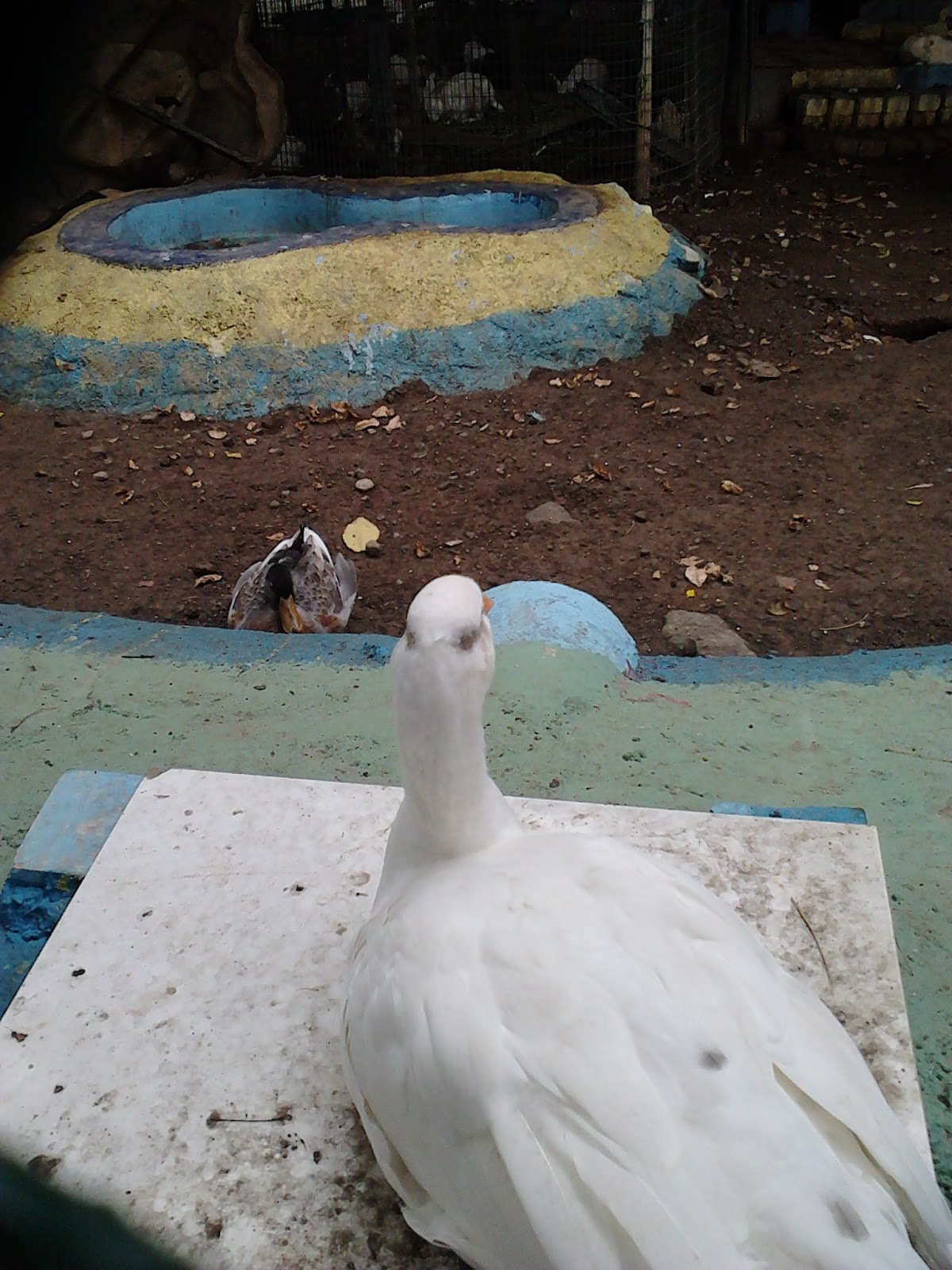 Garden Care Simplified: Red Champa Frangipani Flowering Plant Care and ...