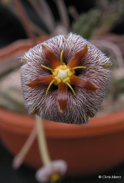 STAPELIA SPECIES ~ Cactus and suculents