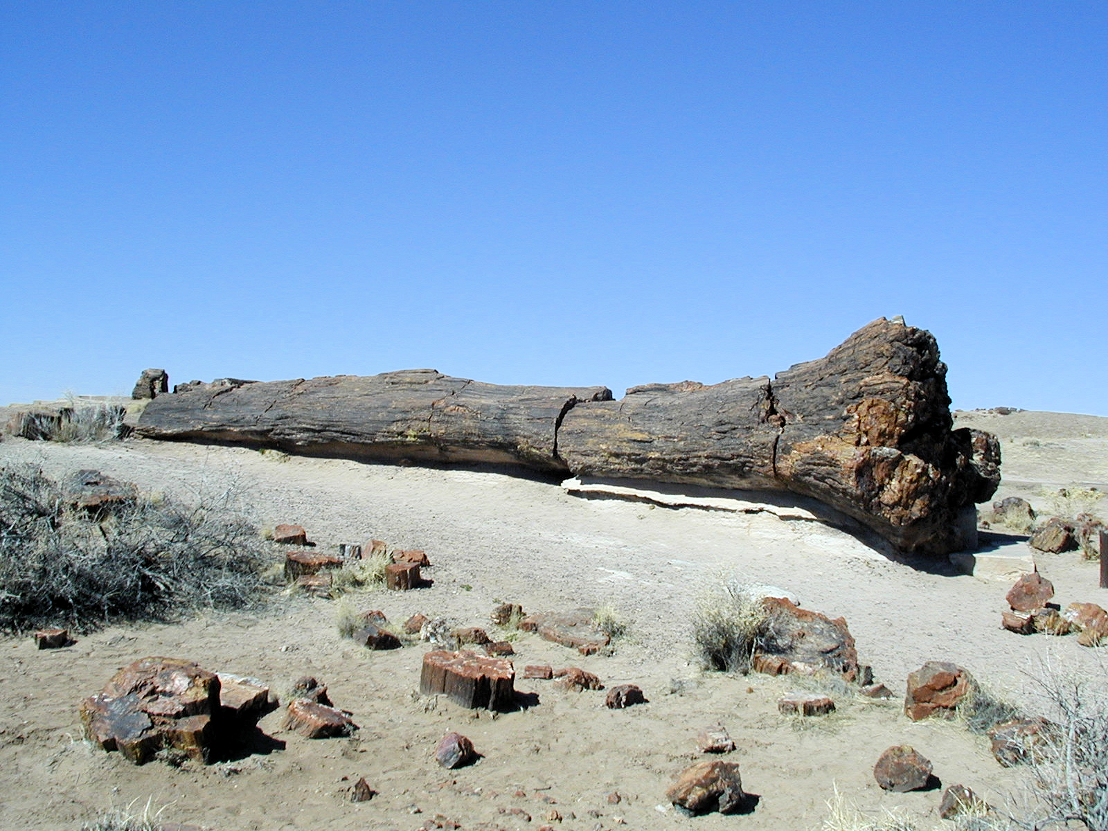 JessStryker.com: Very Large Petrified Log with Flared Base