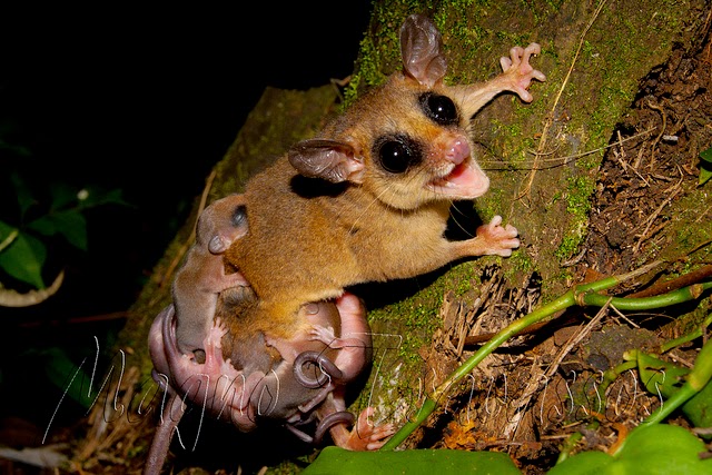 Marmosa (Marmosa murina)