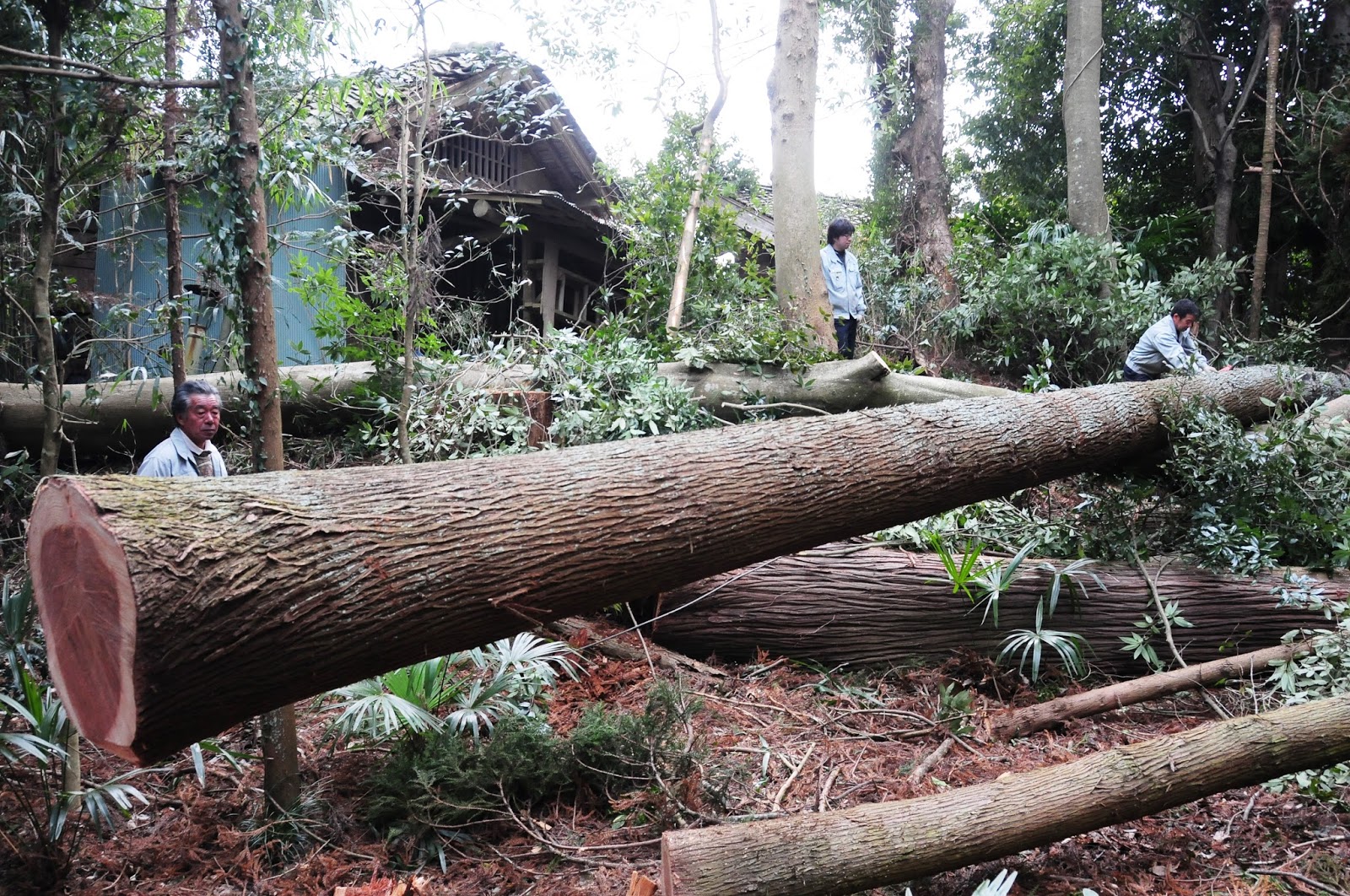 Our Japanese Eco-Kominka: East Side Tree felling in February 2013.