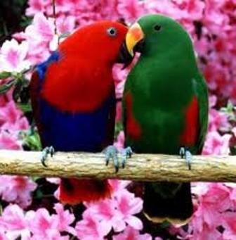 beautiful-background-wallpapers: Free Beautiful Love Birds Background ...