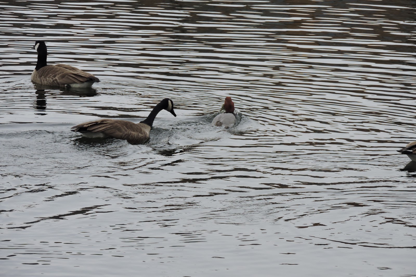Capital Naturalist by Alonso Abugattas: Redhead Ducks
