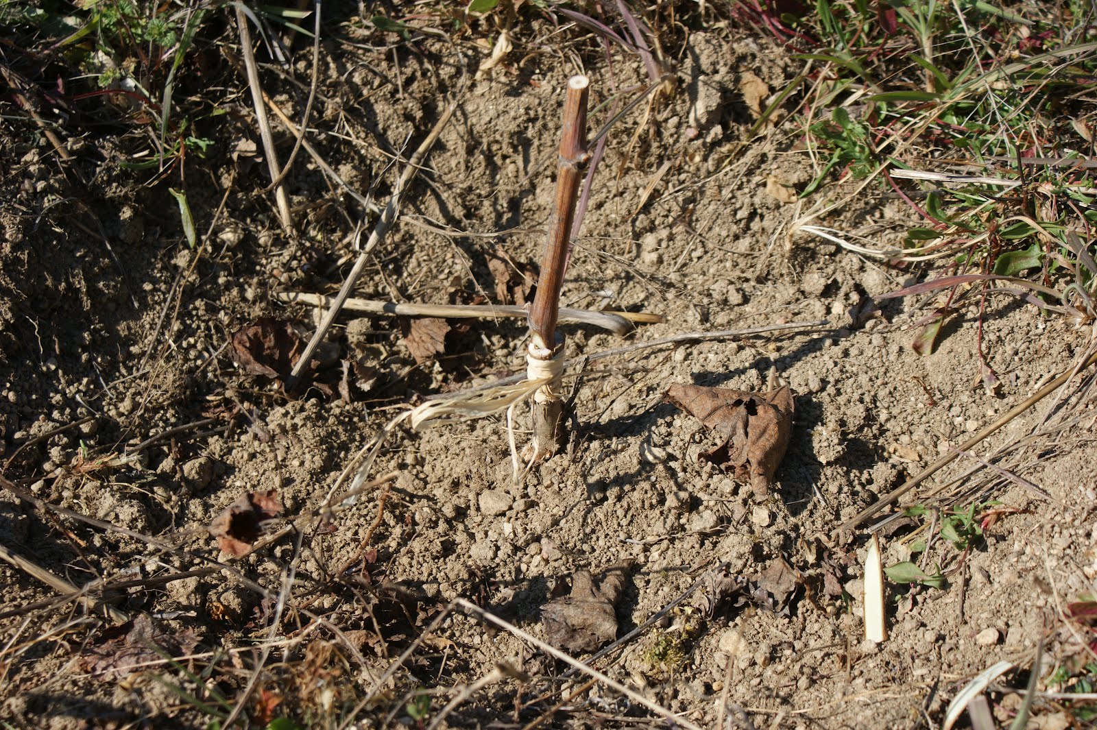 CULTURAS NO CAMPO: ENXERTIA EM VIDEIRAS