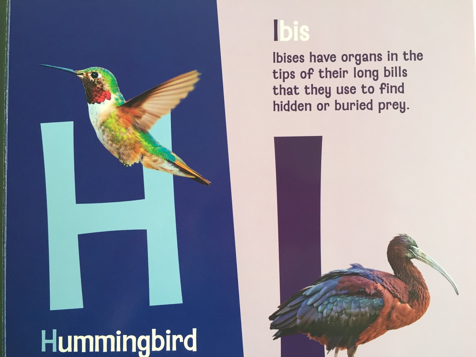 The Bookworm Baby: ABC Birds