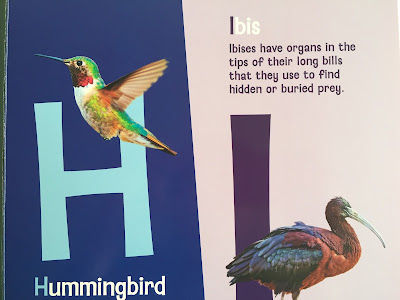 The Bookworm Baby: ABC Birds