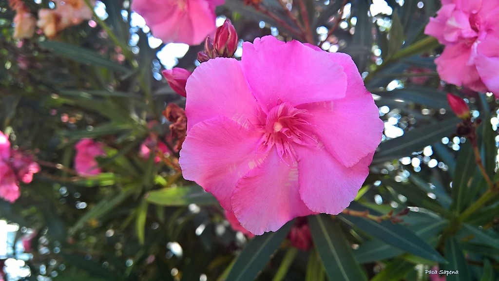 La Rioja de la A a la Z: ADELFA - Nerium Oleander, Plantas y Flores