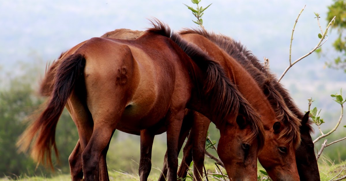 Beternak Kuda - Peternakan Hewan Besar, Sedang dan Kecil