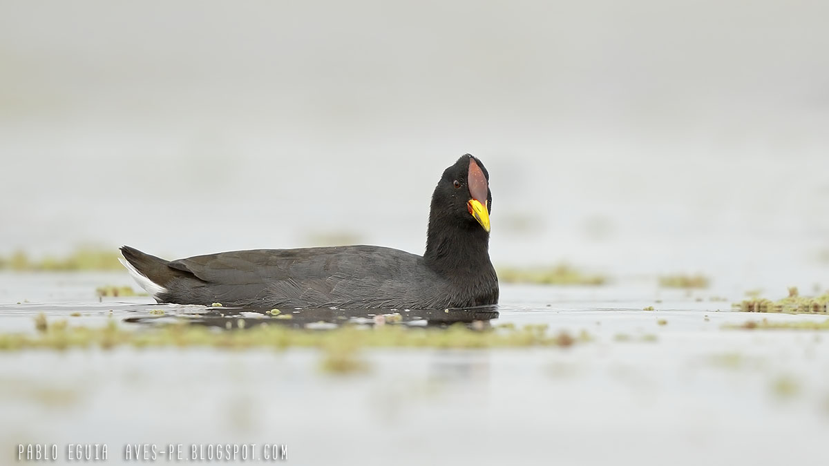 mis fotos de aves: Fulica rufifrons Gallareta Escudete Rojo Red-fronted ...