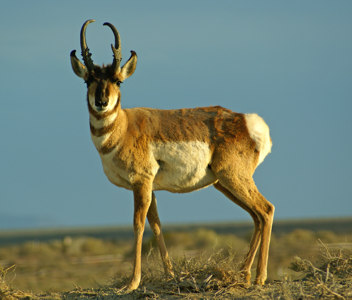 www.marcopolos21.com: SAFARI MEXICANO: 12 animales a seguir en México