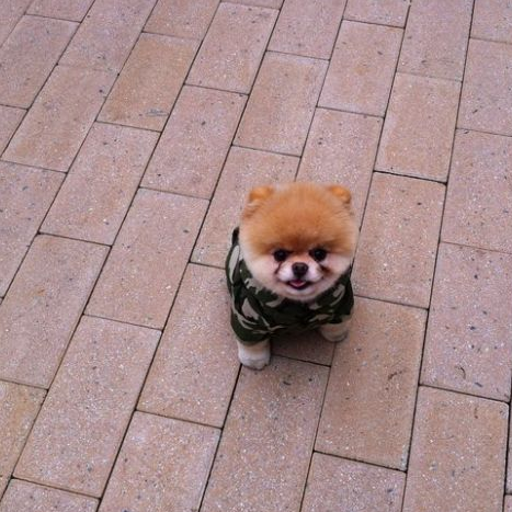 Conheça o Boo, o cão mais famoso do mundo ~ Adversatividade