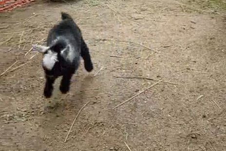 White Wolf : Two Newborn Pygmy Goats Do a Happy Dance (Videos)