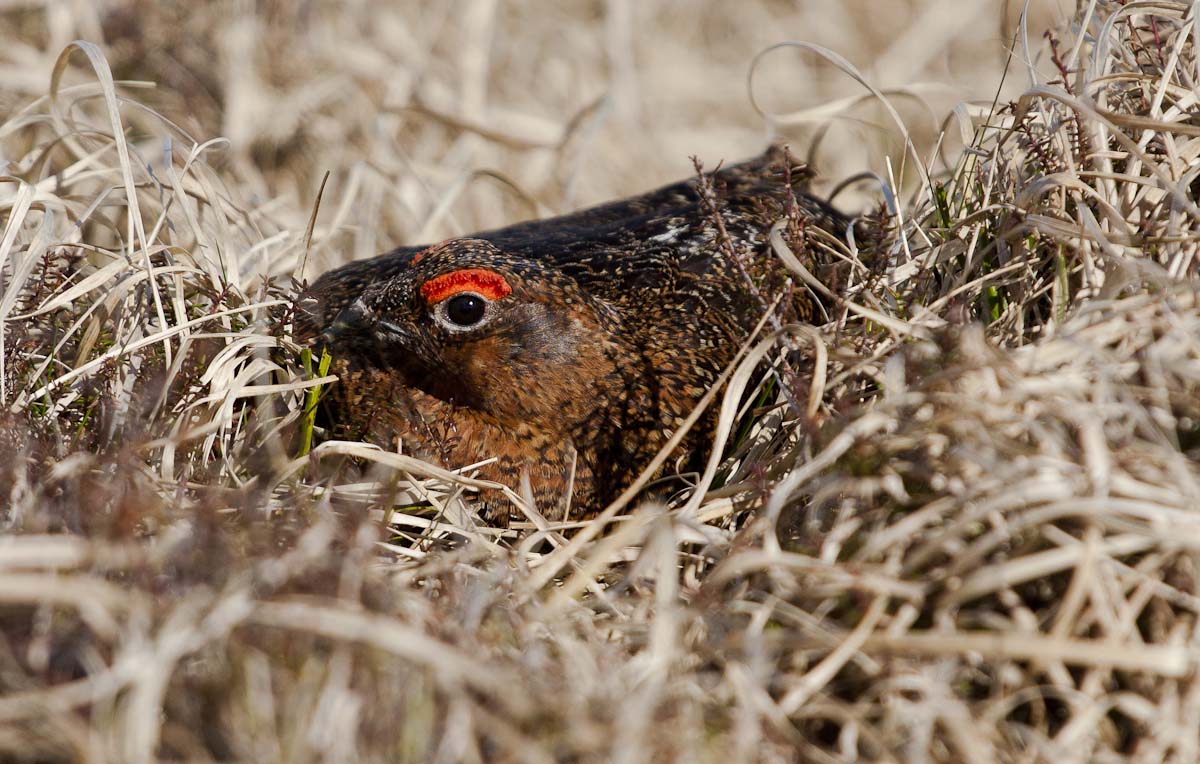 Peregrine's Bird Blog: A Memorable Days Birding with a Belgian Visitor ...