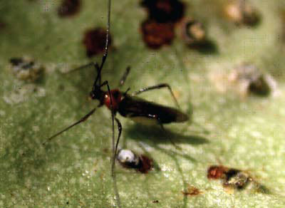 PONDOK TANI: HAMA DAN PENYAKIT UTAMA TANAMAN KAKAO DAN BEBERAPA ...