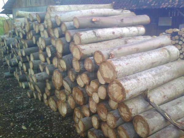 Bisnis Kayu Komersil: Mengenal Kayu Balsa (Ochroma sp.)