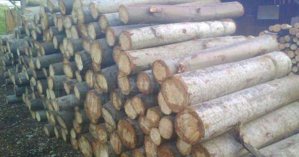 Bisnis Kayu Komersil: Mengenal Kayu Balsa (Ochroma sp.)