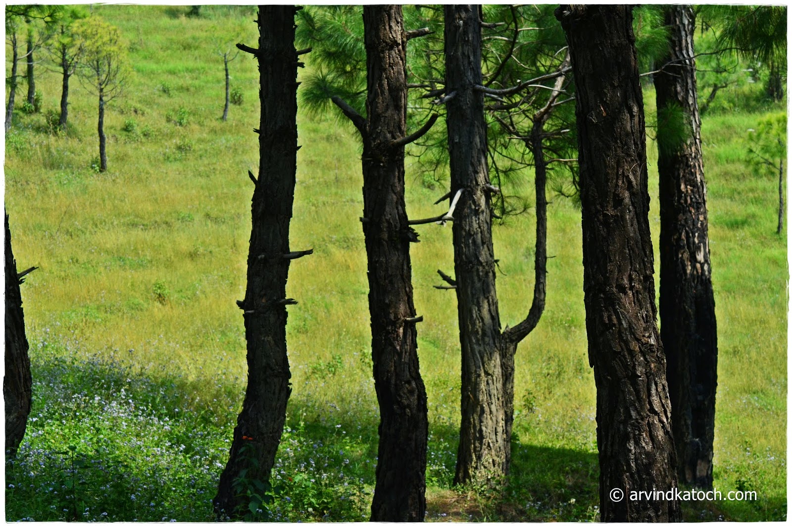 Chir Pine Tree grown together (Like Talking to Each Other)