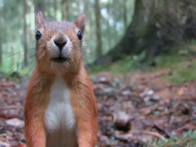 Red Squirrels Show Signs of Recovery from Deadly Poxvirus | The Ark In ...
