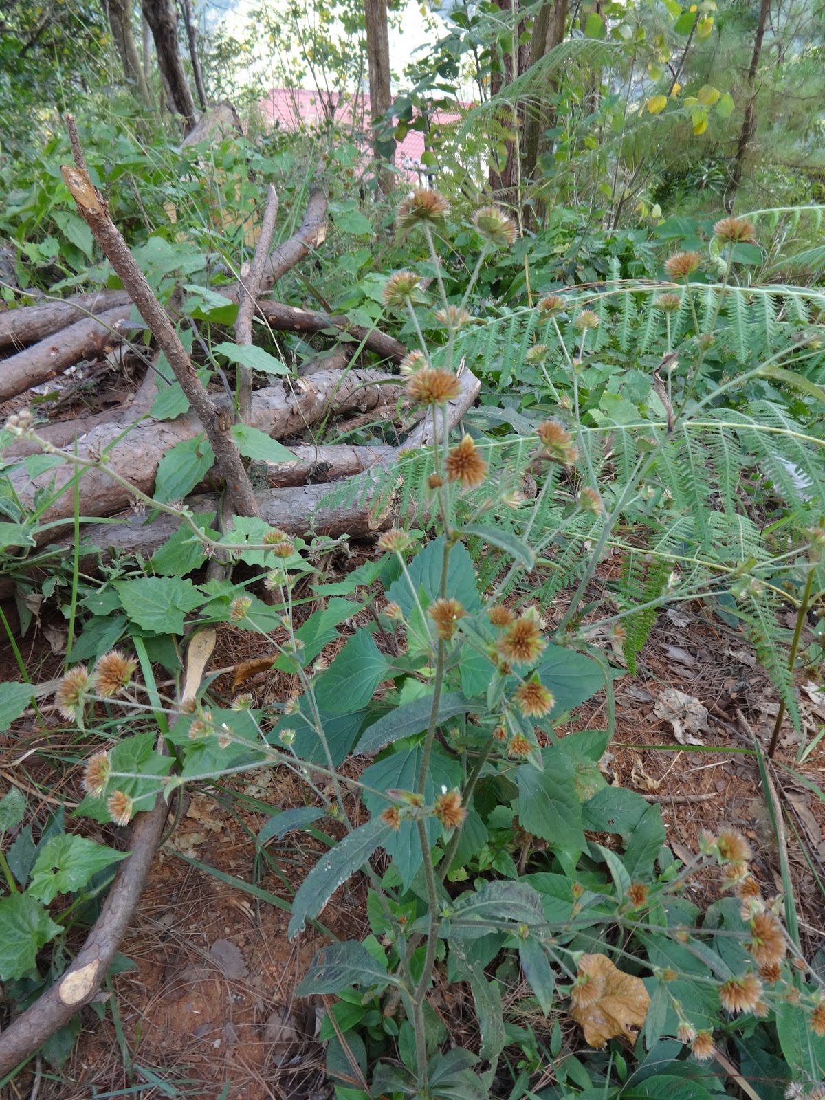 Herbs from Distant Lands: Elephantopus scaber, Elephantopus mollis ...