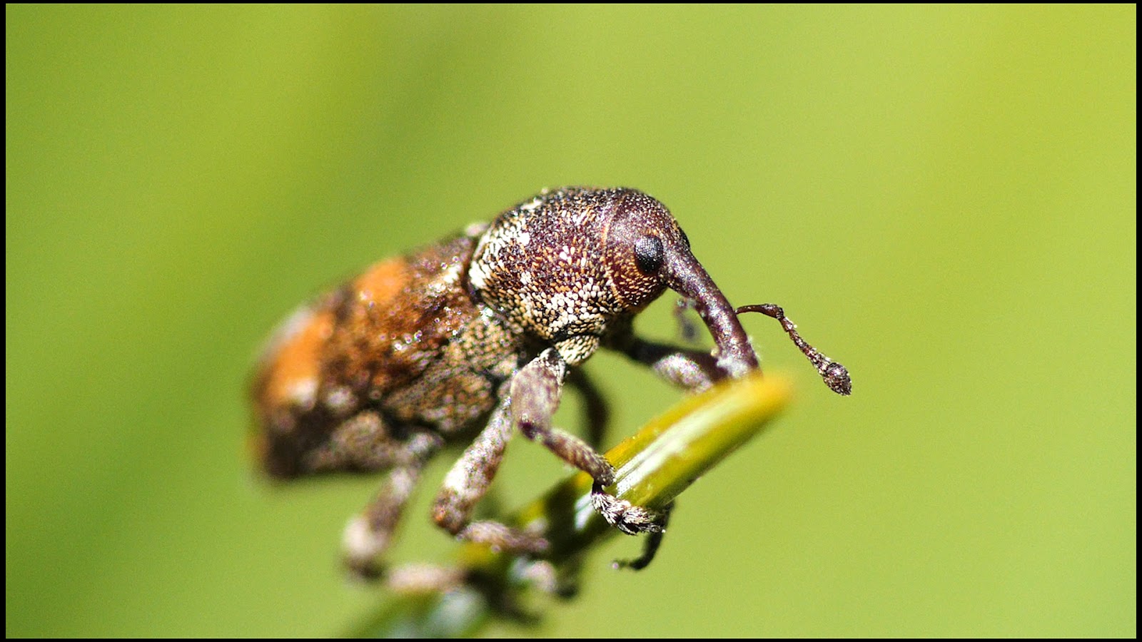 Weevils In Pine Trees