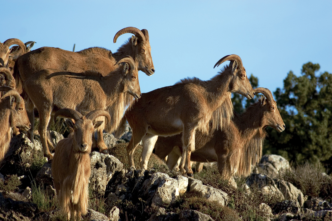 IMAGENES ETHEL: IMÁGENES DE CABRA MONTES , CÓNDOR ANDINO Y NEVADOS DEL ...