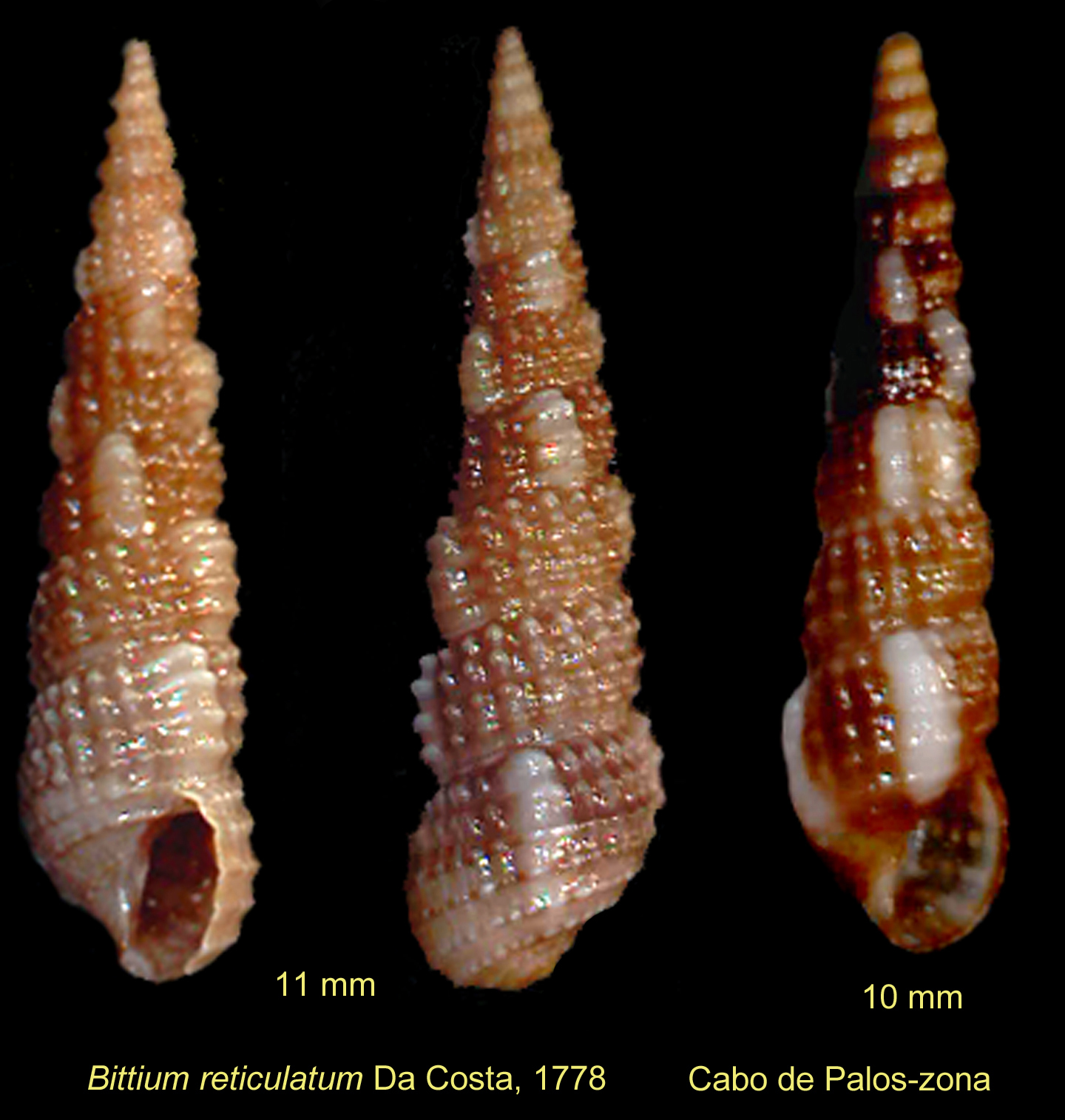 MALACOLOGÍA MEDITERRÁNEA: 2014-05-18