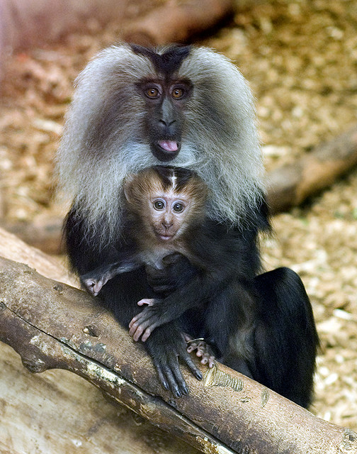 .: LION TAILED MACAQUE
