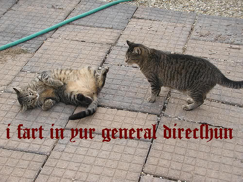 Miss Cellania: Cats Do Monty Python and the Holy Grail