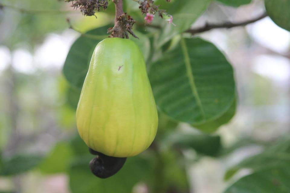Anacardier ou pomme cajou
