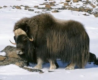 info animal: yak