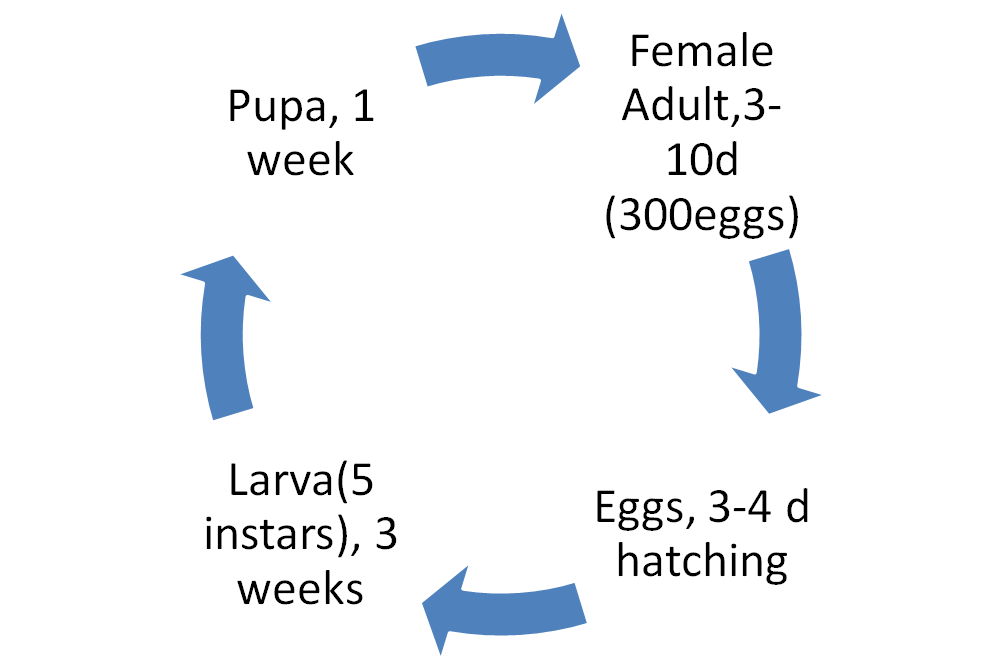 M-Crop: Leaffolder on RICE (Cnaphalocrosis medinalis)