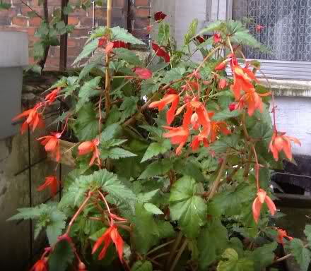 Всё о бегониях и не только...: Begonia boliviensis 'Bertini'