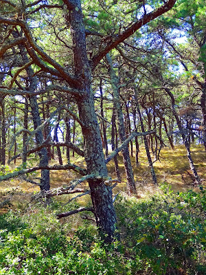 Joe's Retirement Blog: Great Island, Cape Cod National Seashore ...