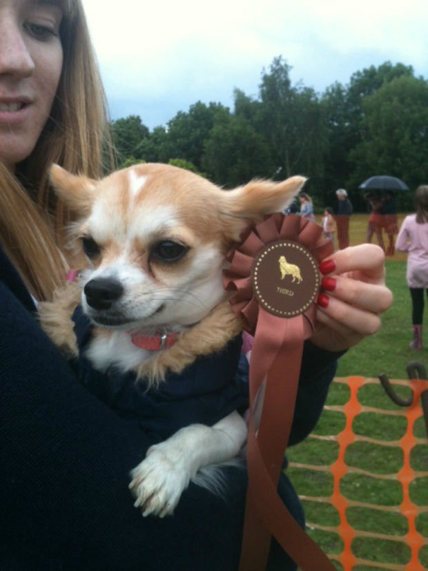 Brat and Suzie: Amber At The Dog Show
