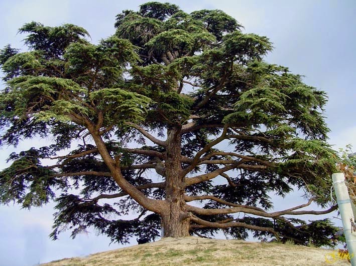 BIODIVERSIDAD NATURAL: Peru un Pais Megadiverso