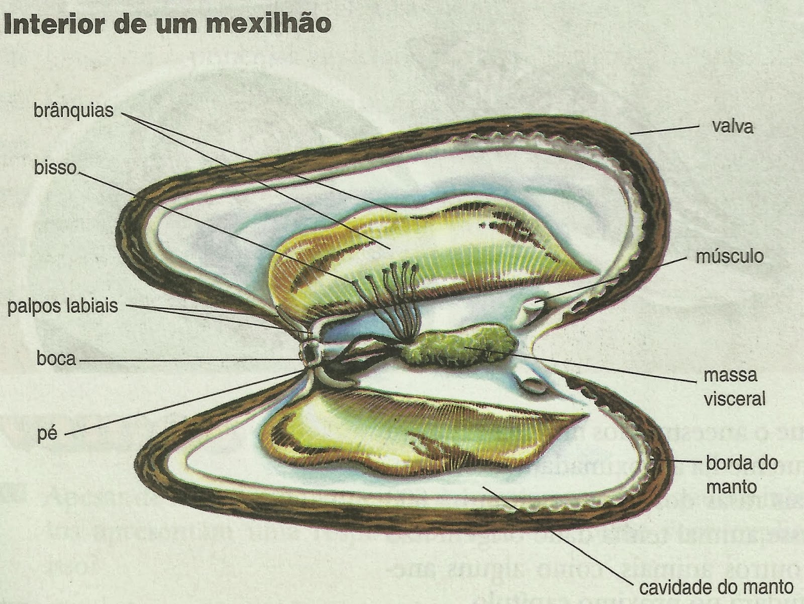 Segundo Ano Biologia: Moluscos
