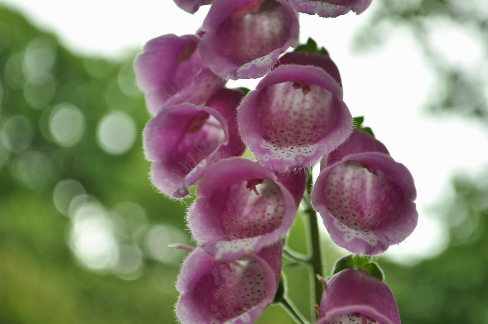 RioYeguas: La Dedalera, Digitalis purpurea