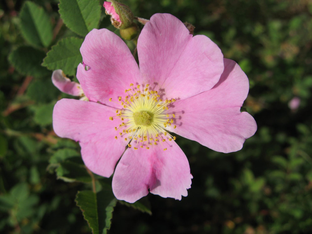 Mother Nature's Backyard - A Water-wise Garden: Plant of the Month ...