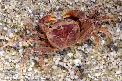 Celebrating Singapore's BioDiversity!: Have a Crabby National Day!