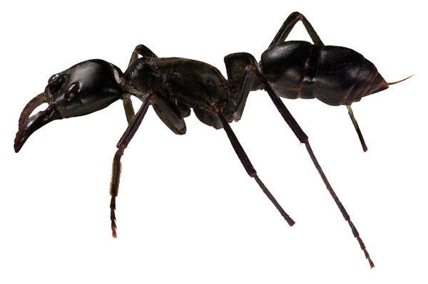 WO - Nadine Ballet - 2 BaLER: Mijn leerwens en acties – Ik wil een mier ...