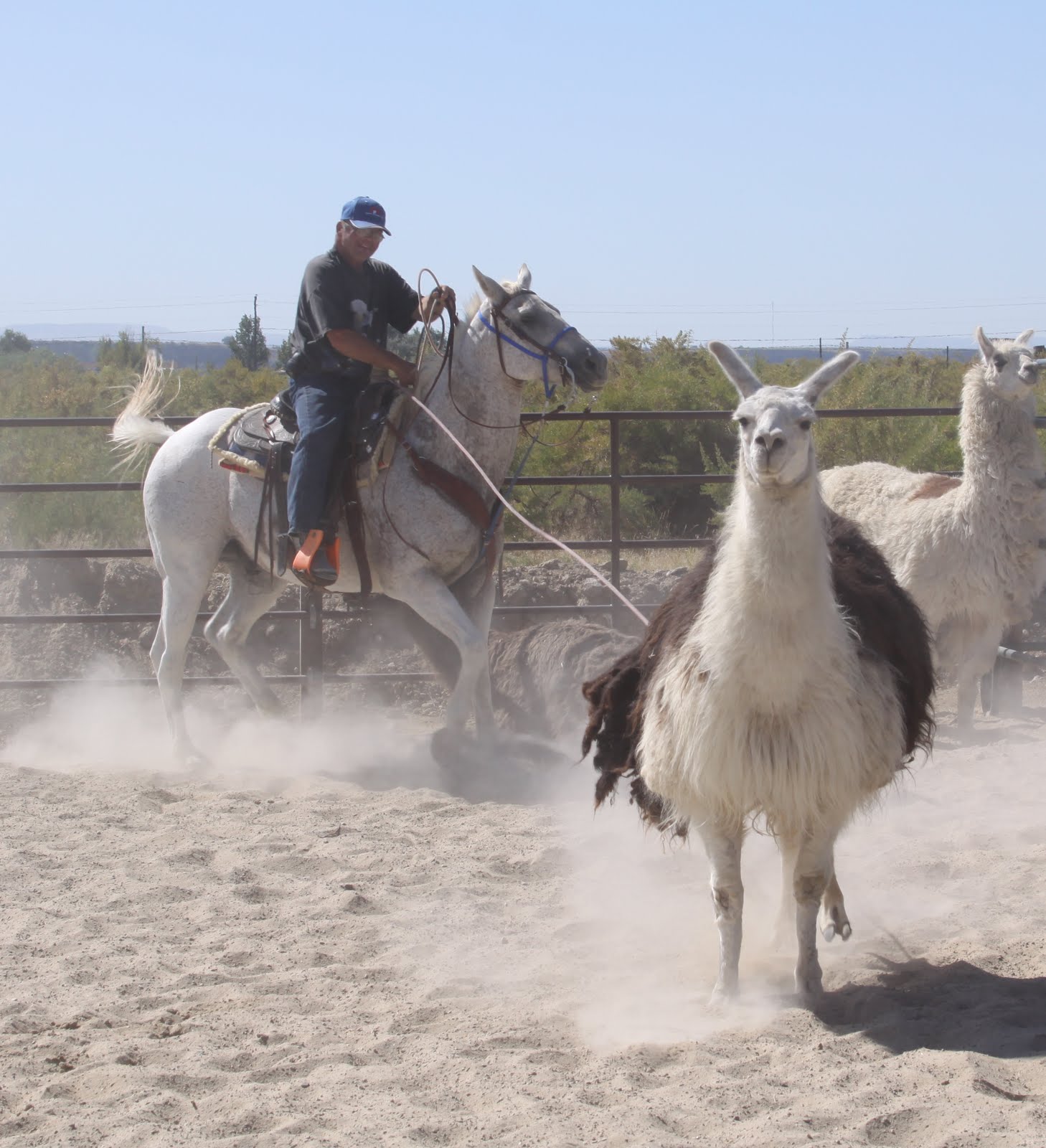 Knotty Pine Ranch: Flying Llamas