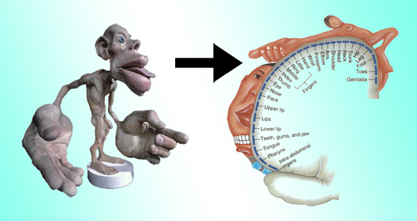 Hausdorff's Bible Blog: What causes phantom limb pain?