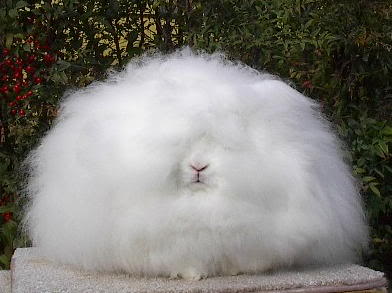 KASIH ANUGERAH ALLAH: Arnab si pelari pecut