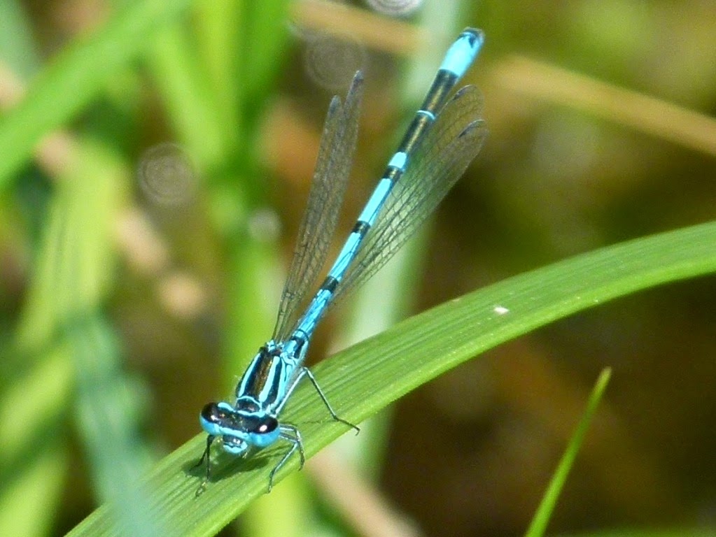Faune Flore d'Ul: Libellules et Demoiselles