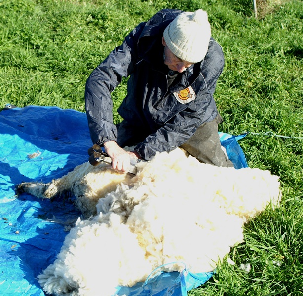 Woolshed 1: Sheep Husbandry - blade shearing method