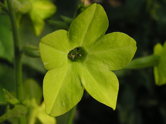 Staudefeen: Den skønne tobak