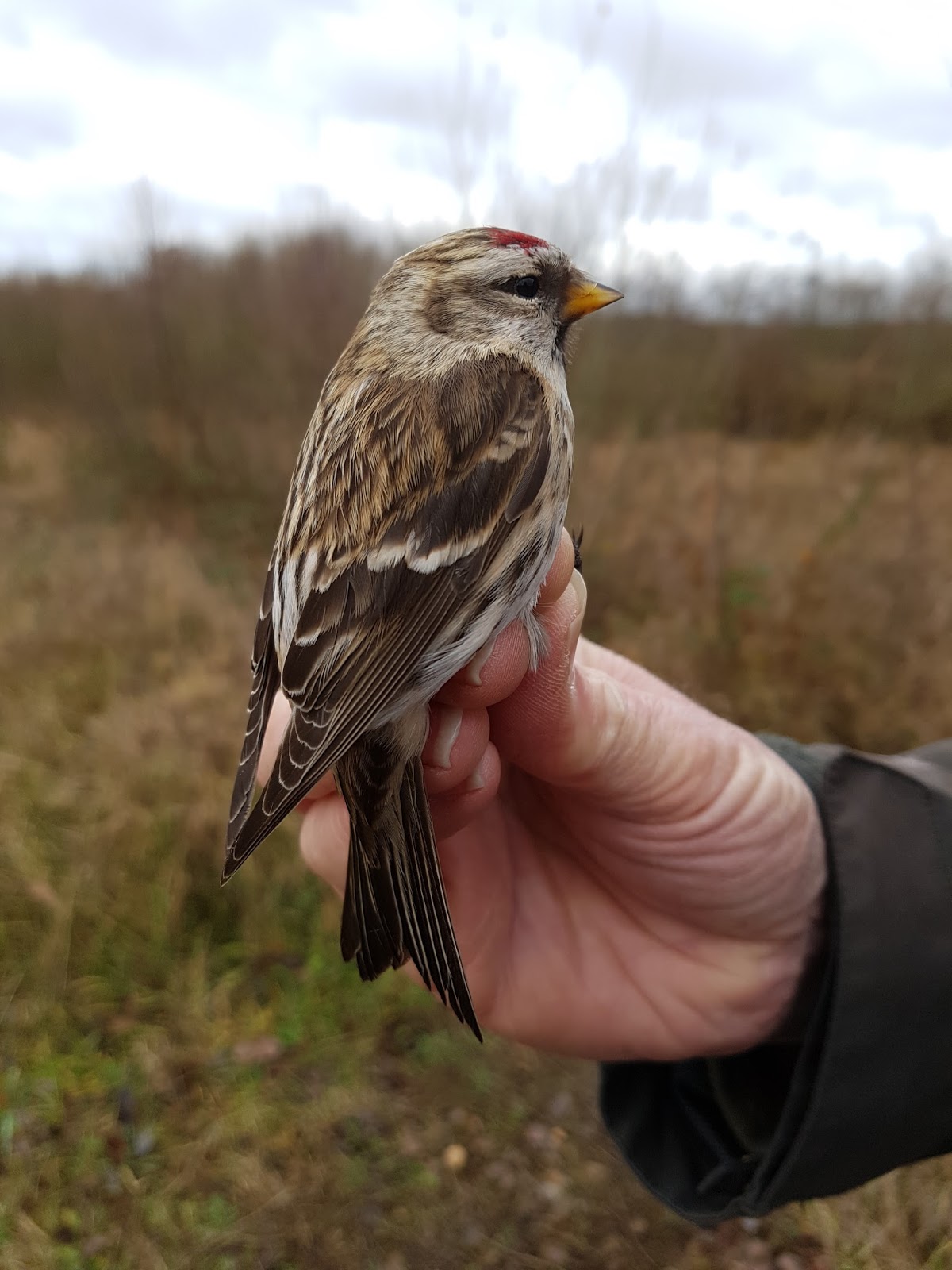 Barnsley Bird Sightings: Wintersett + Gull Roost 11.12.16
