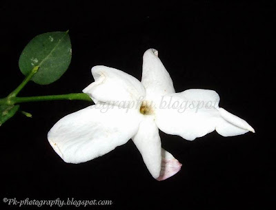 National Flower of Pakistan | Nature, Cultural, and Travel Photography Blog