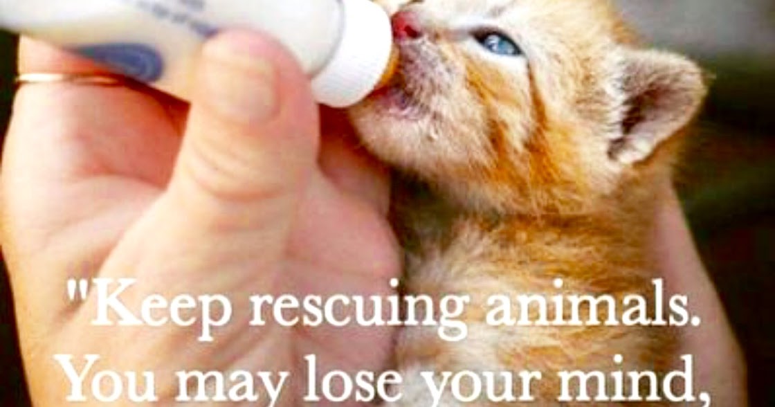 Paws and Claws Feline Rescue: Keep Rescuing Animals