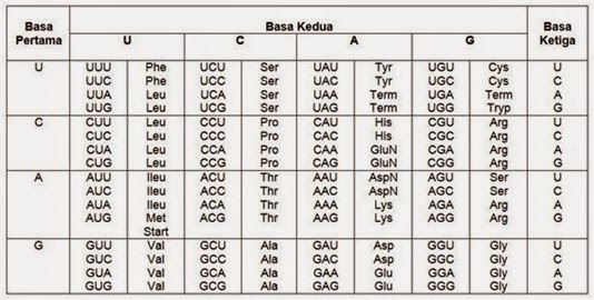TRY OUT SUBSTANSI GENETIK | Materi dan Soal Biologi